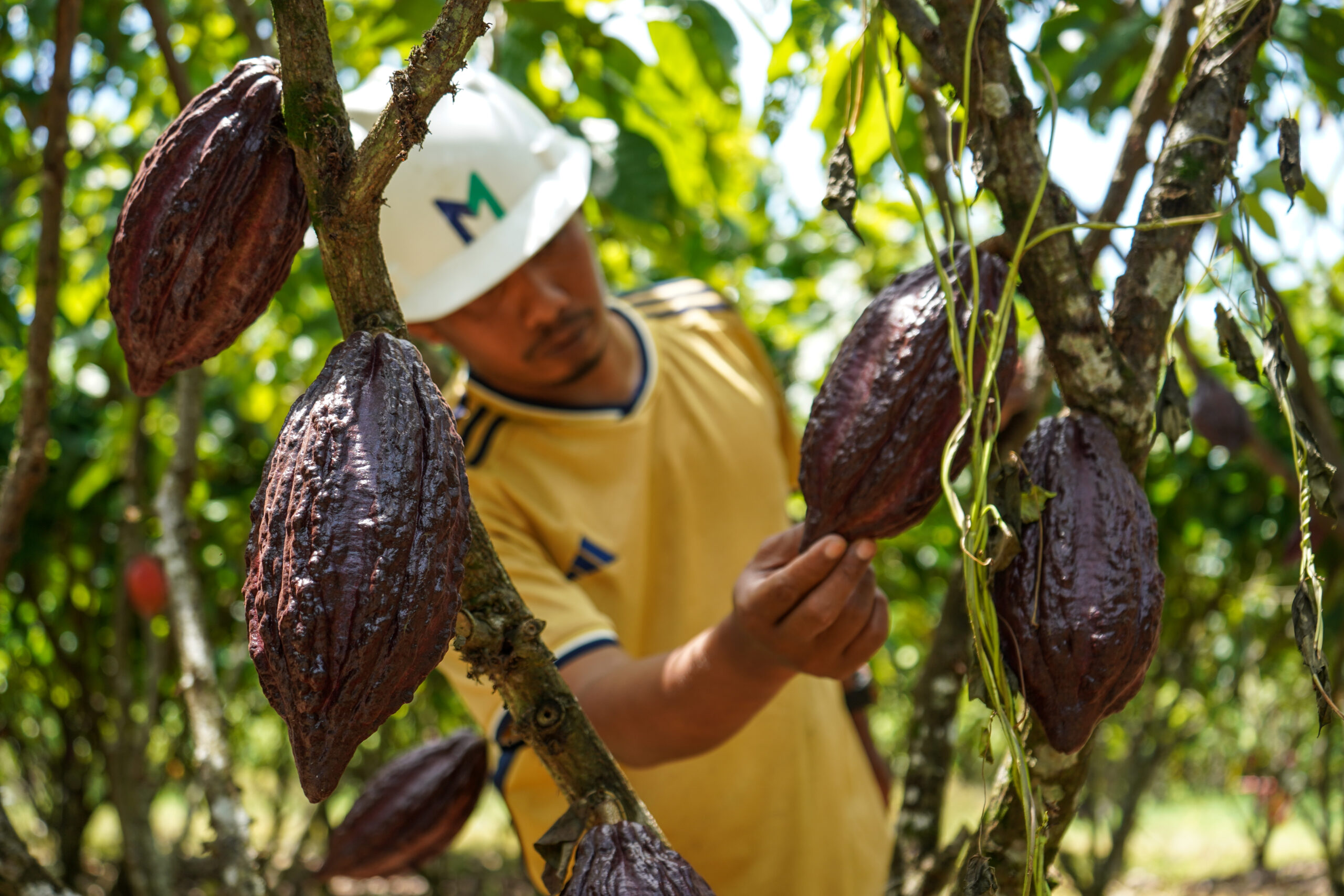 Mars Perkuat Upaya Penelitian Kakao dan Sumber Daya yang Lebih ...